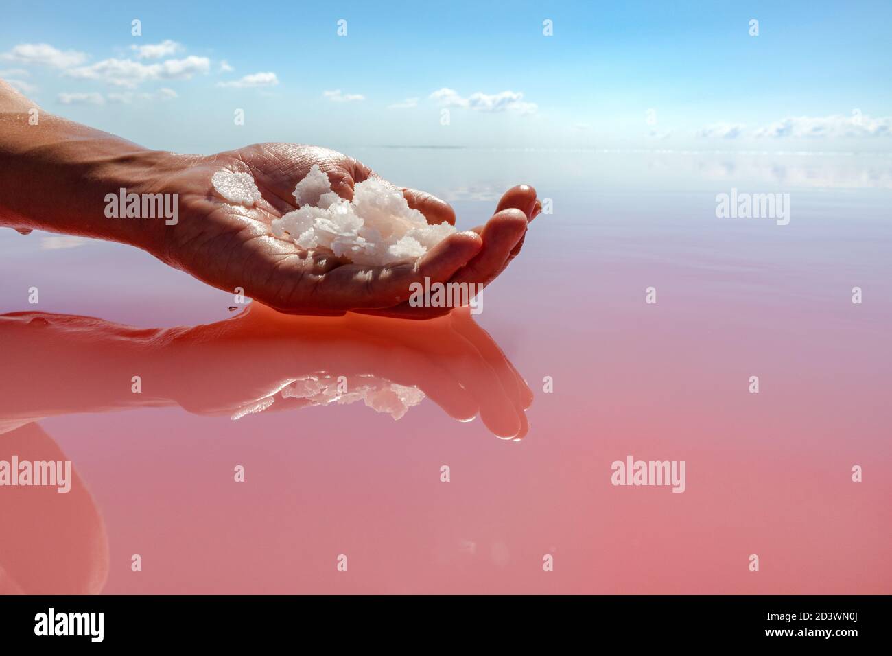 Hand holding bunch of pink white salt flakes crystals above pink lake ...