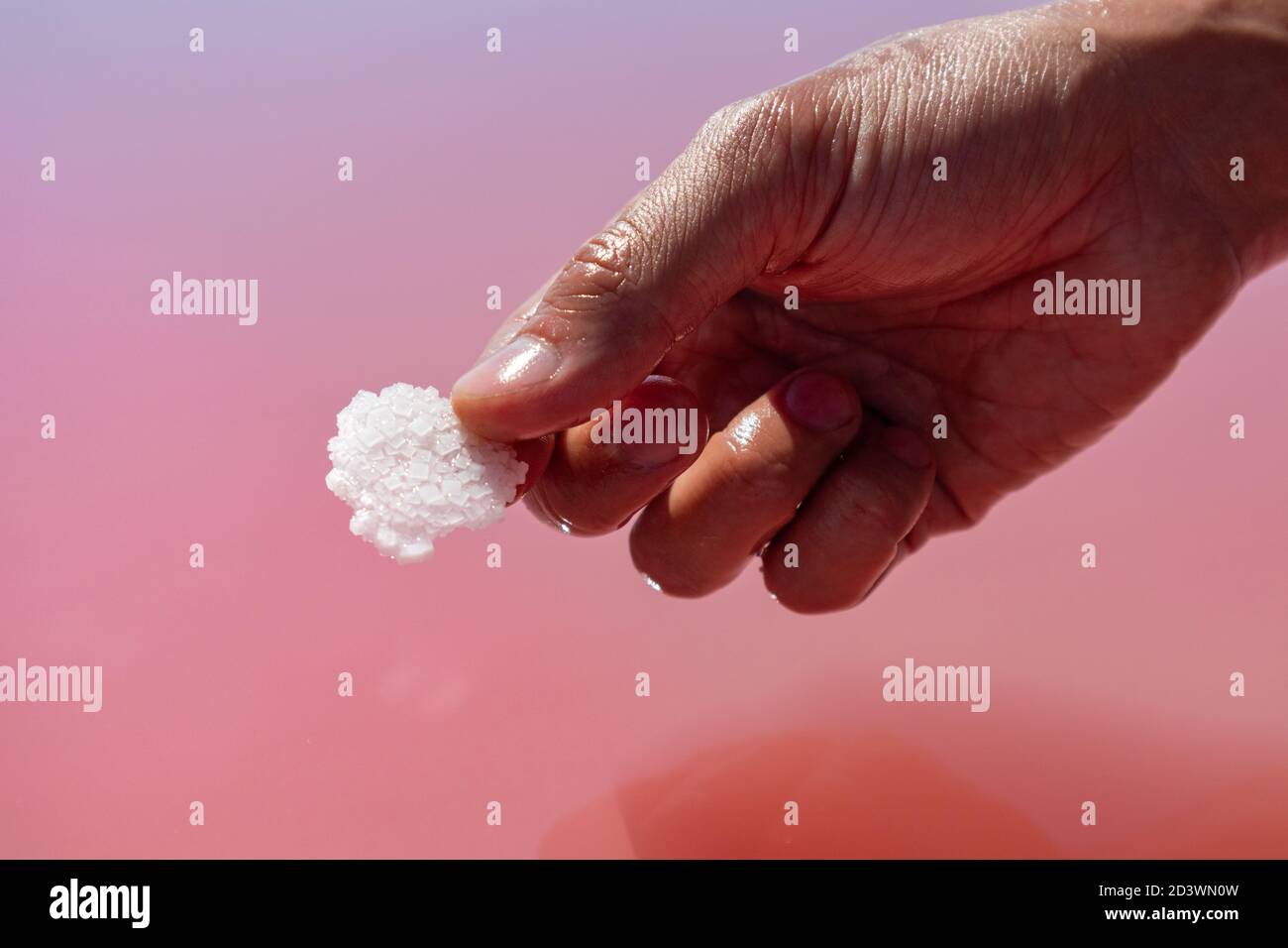 Hand fingers holding pink white salt flake crystal formation near pink ...