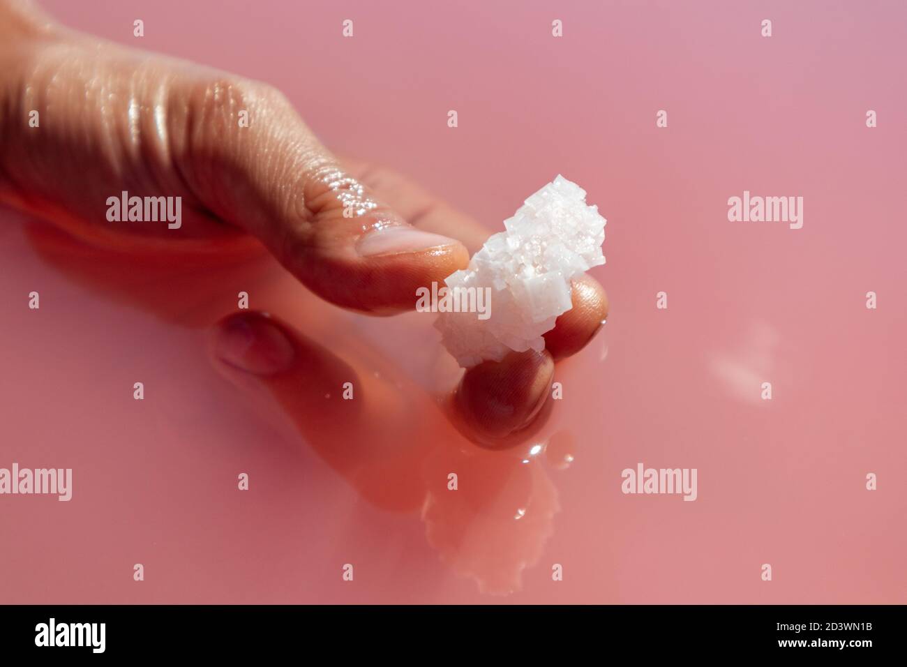 Hand fingers holding white salt crystal in pink vibrant salty water ...