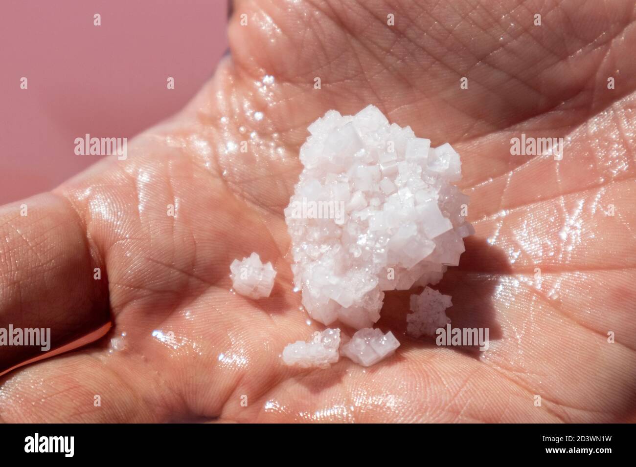 Hand holding pink white salt flake crystals formation near pink water ...