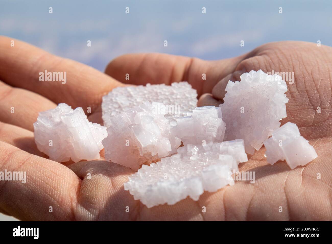 Hand holding bunch of pink white salt flakes crystals above water with ...