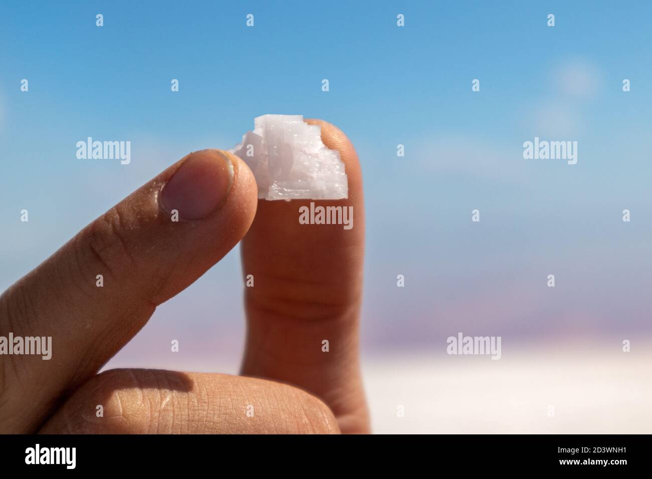 Hand fingers holding white salt flake crystal with blurred natural pink ...