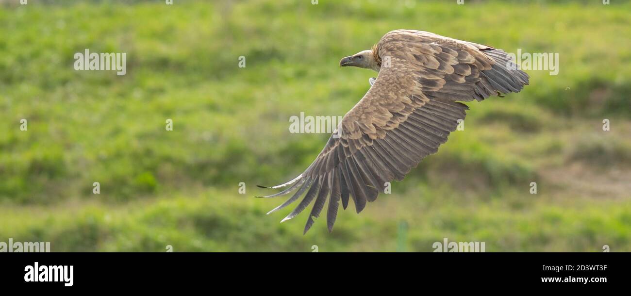 Common griffon hi-res stock photography and images - Alamy