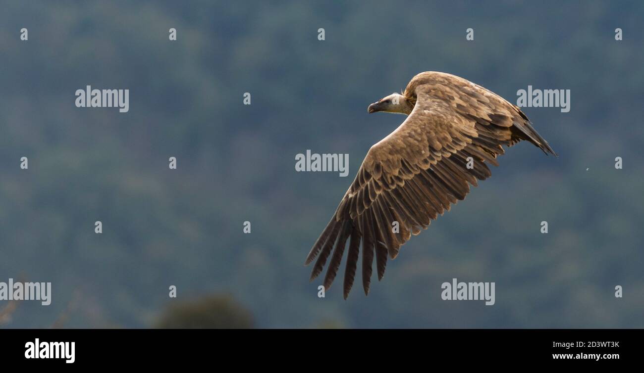 Common griffon hi-res stock photography and images - Alamy