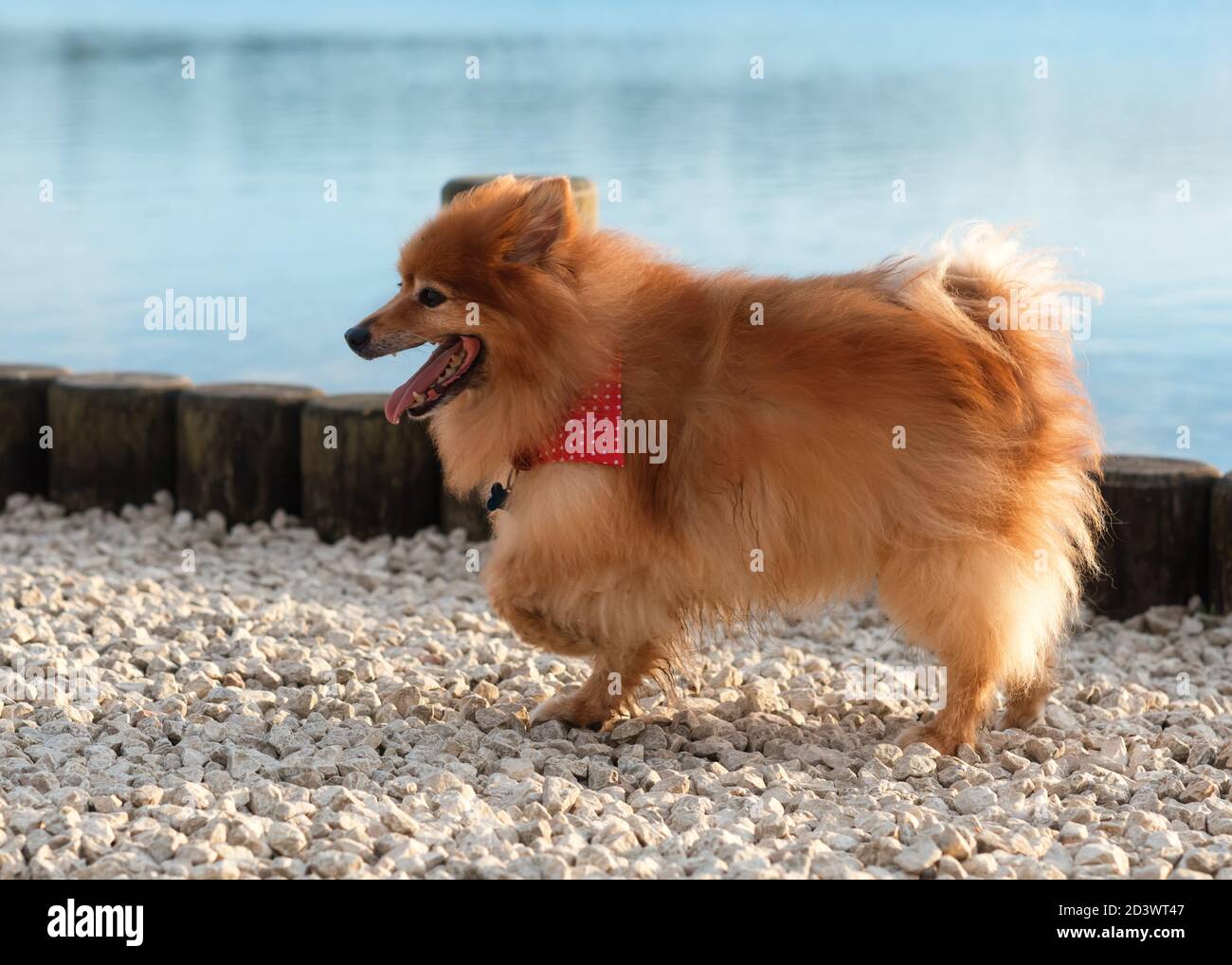 Red Spitz Pomeranian standing on the lake shore at the sunset Stock ...