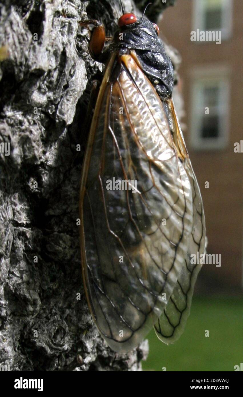 Brood x arlington hi-res stock photography and images - Alamy