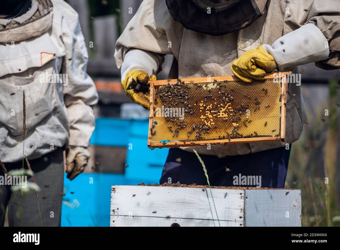 Inspecting insects hi-res stock photography and images - Alamy