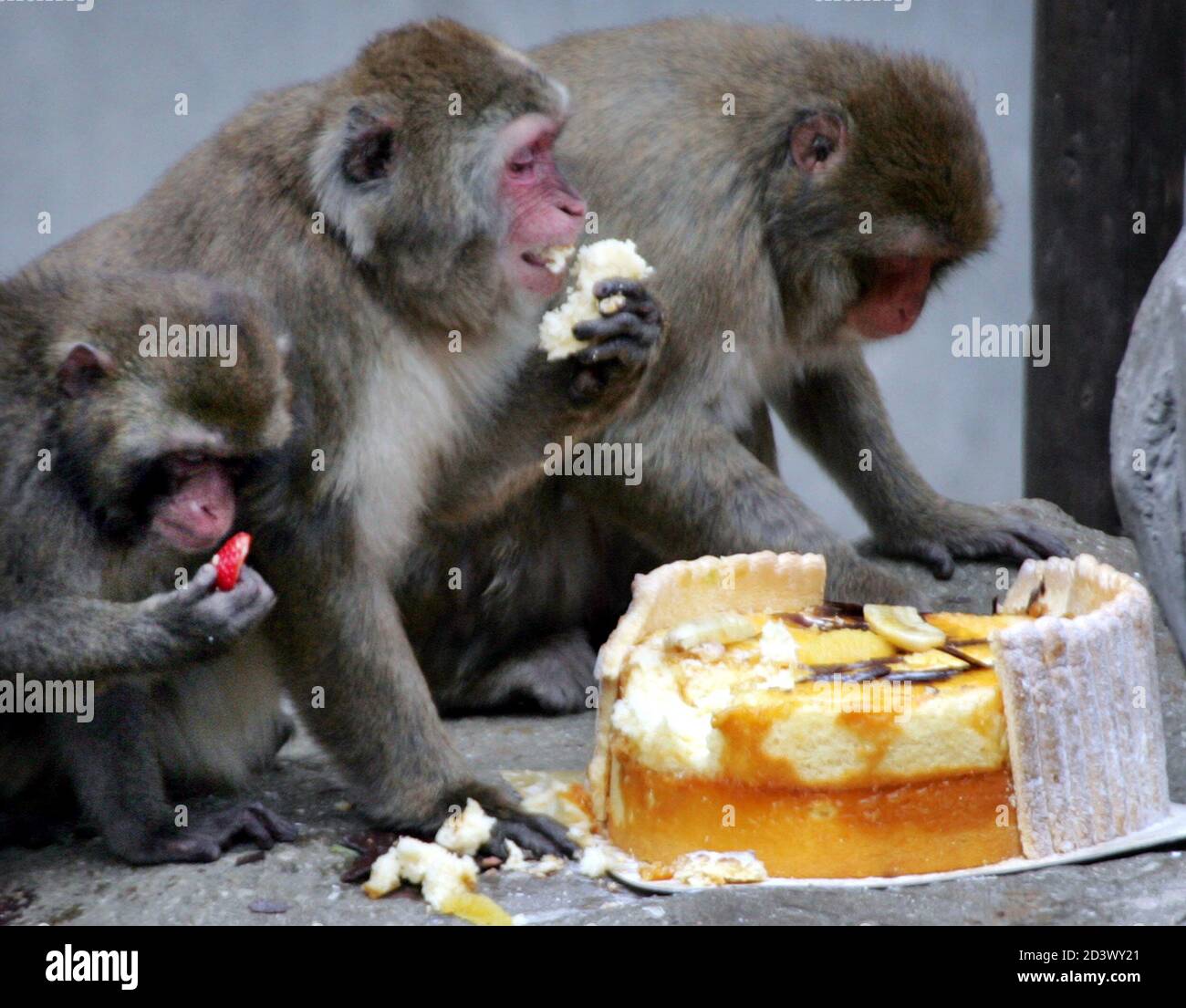 Human monkys hi-res stock photography and images - Alamy