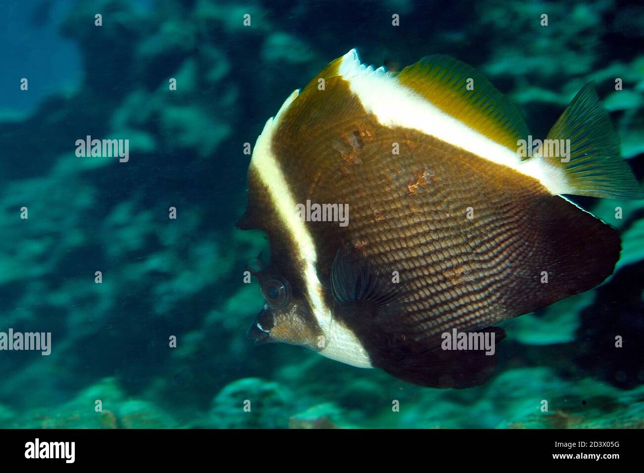 Okinawa Main Island High Resolution Stock Photography and Images - Alamy