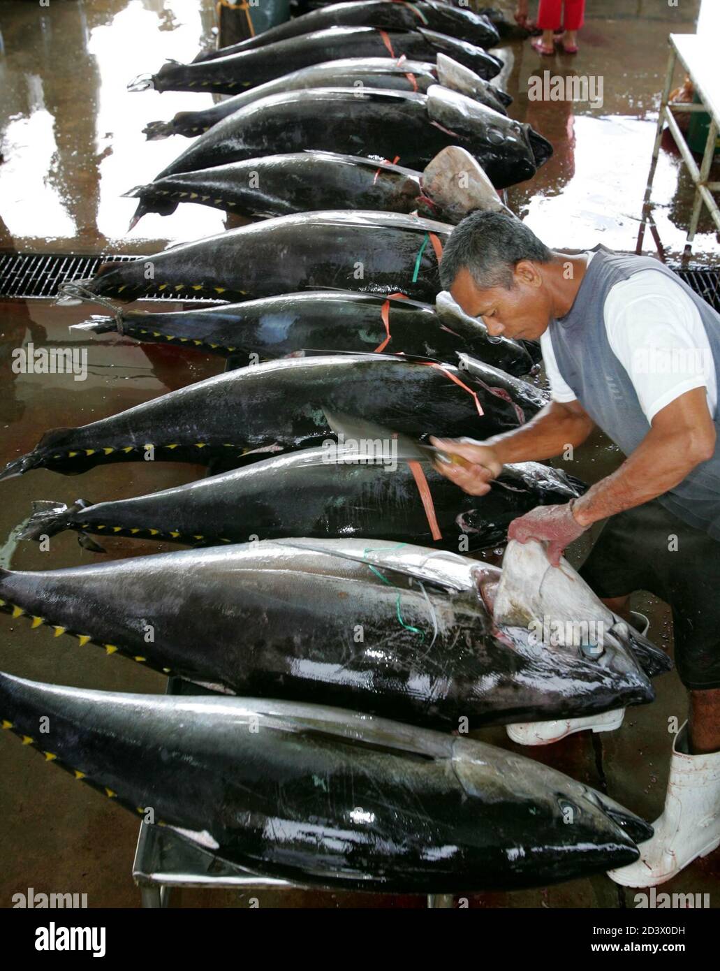 Yellow fin tunas hi-res stock photography and images - Alamy
