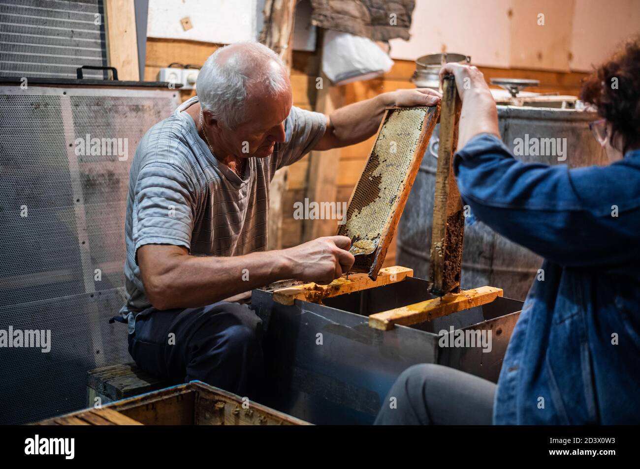 Beekeeper uncapping honey cells on the frames with a uncapping comb ...