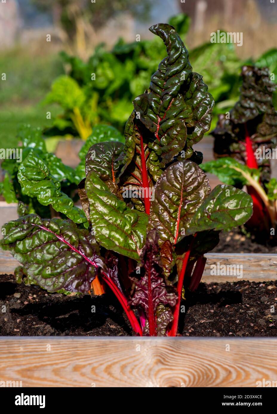Chard plant hi-res stock photography and images - Alamy