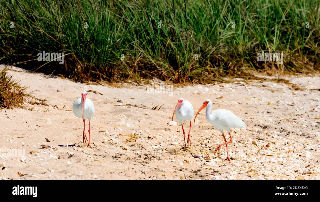 Three Ibises High Resolution Stock Photography and Images - Alamy