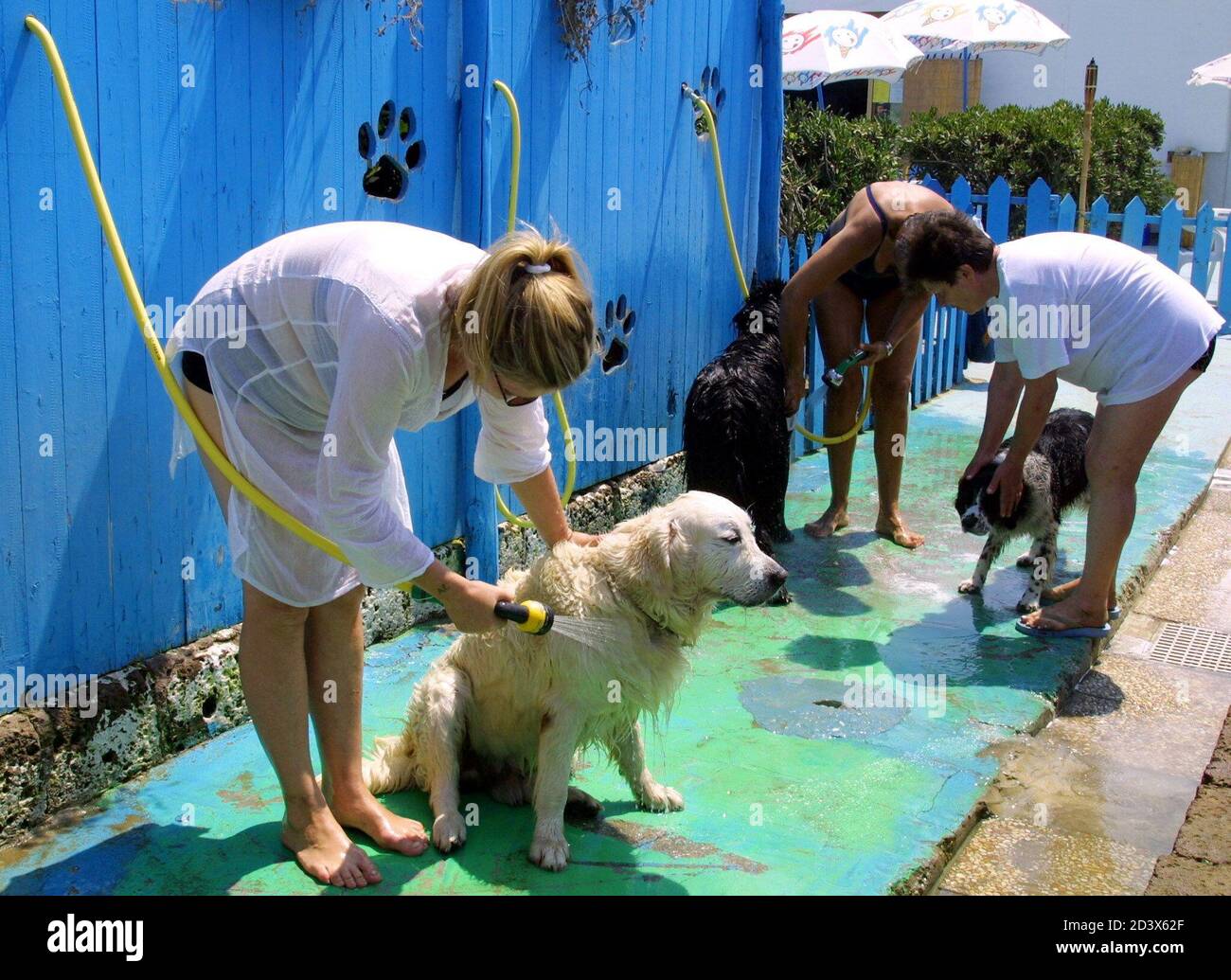 Bau beach dog hi-res stock photography and images - Alamy