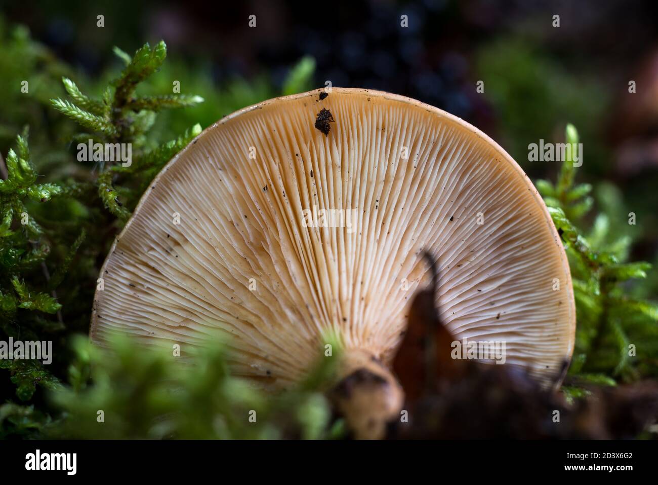 Texture of mushroom bottom among green moss. Macro photo of mushroom ...