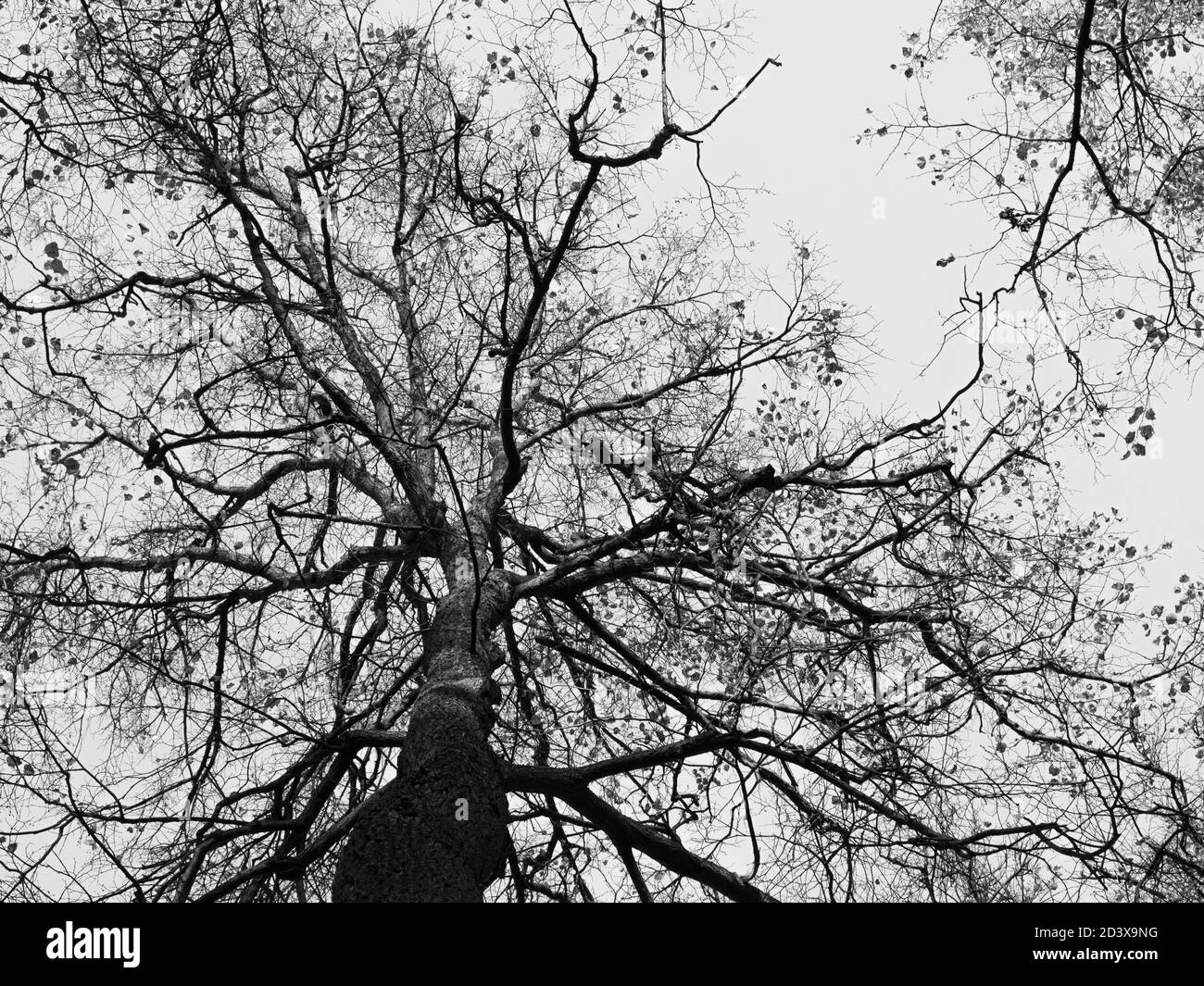 Trees from below. Black and white forest silhouette Stock Photo - Alamy