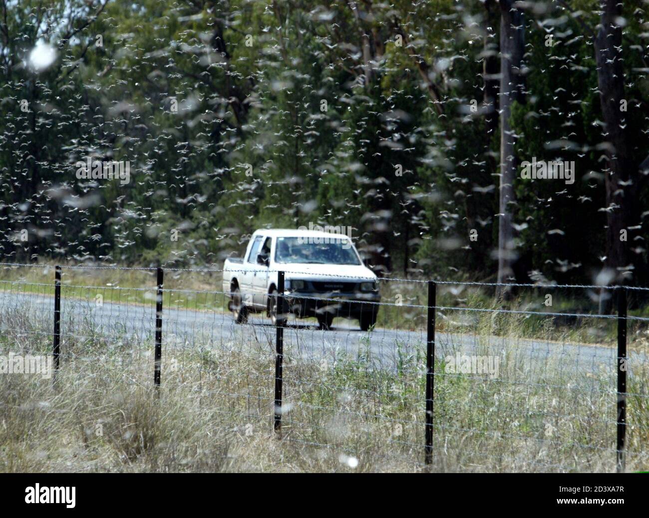 Insects on cars hi-res stock photography and images - Alamy