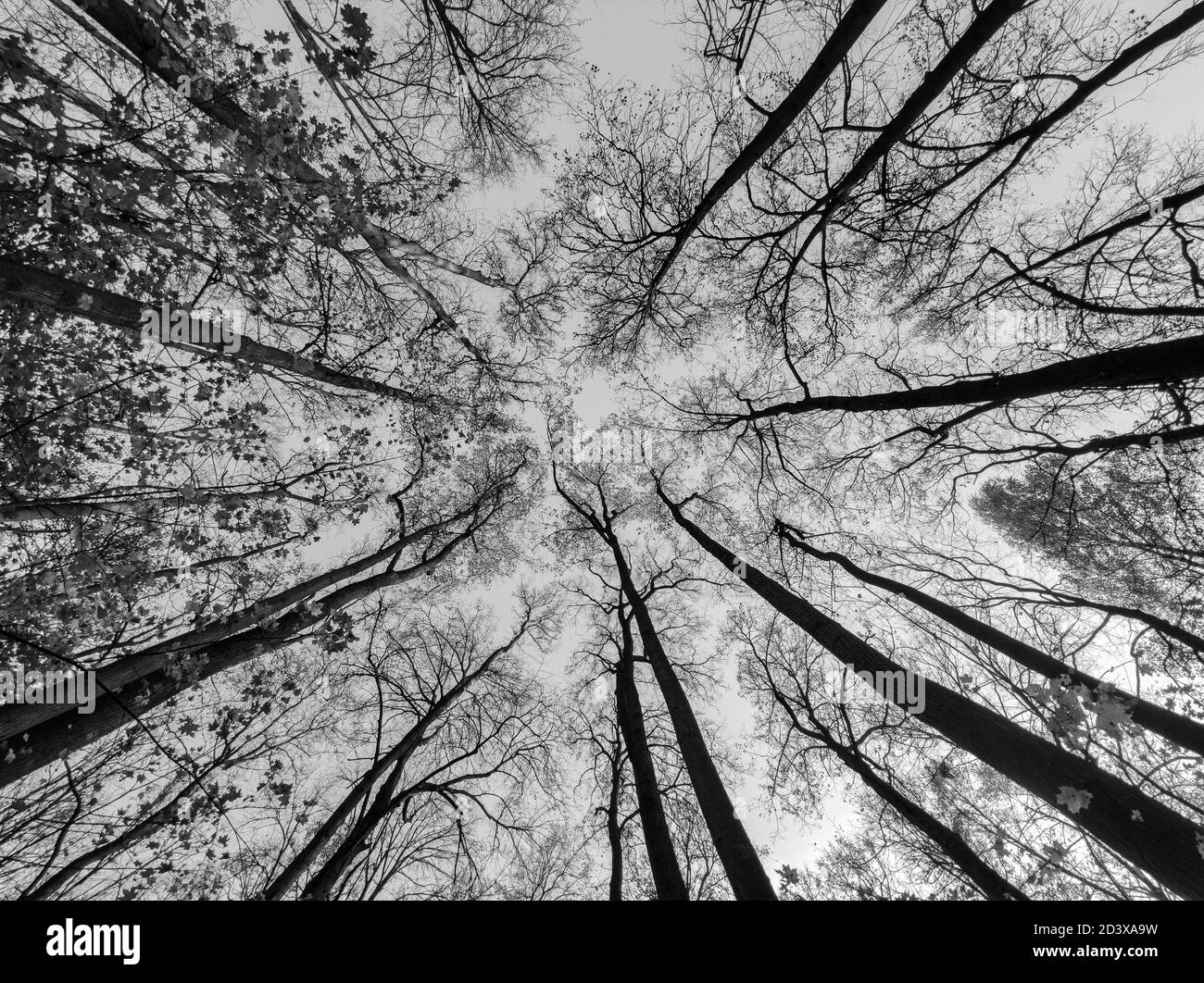 Trees from below. Black and white forest silhouette Stock Photo - Alamy