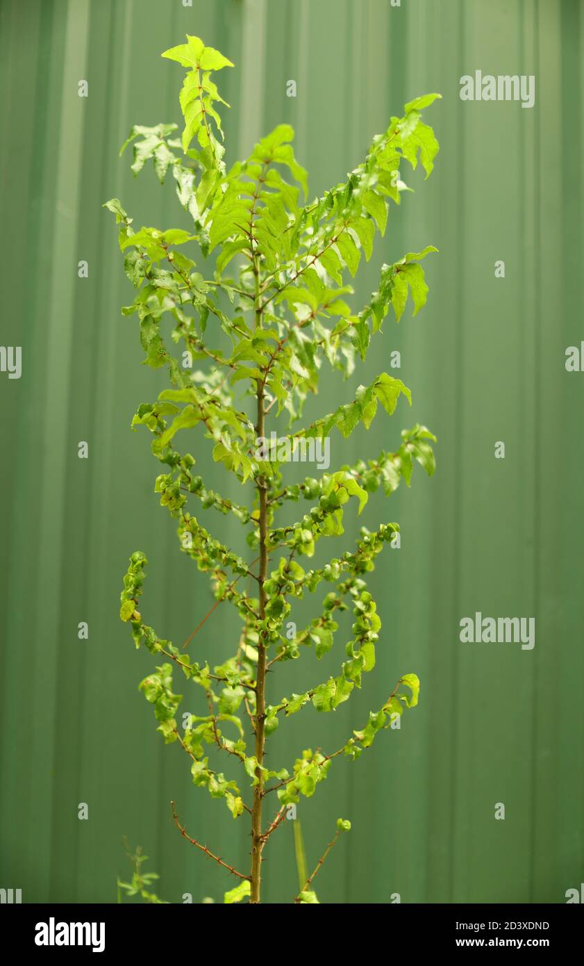 Green vegetation grass hi-res stock photography and images - Alamy