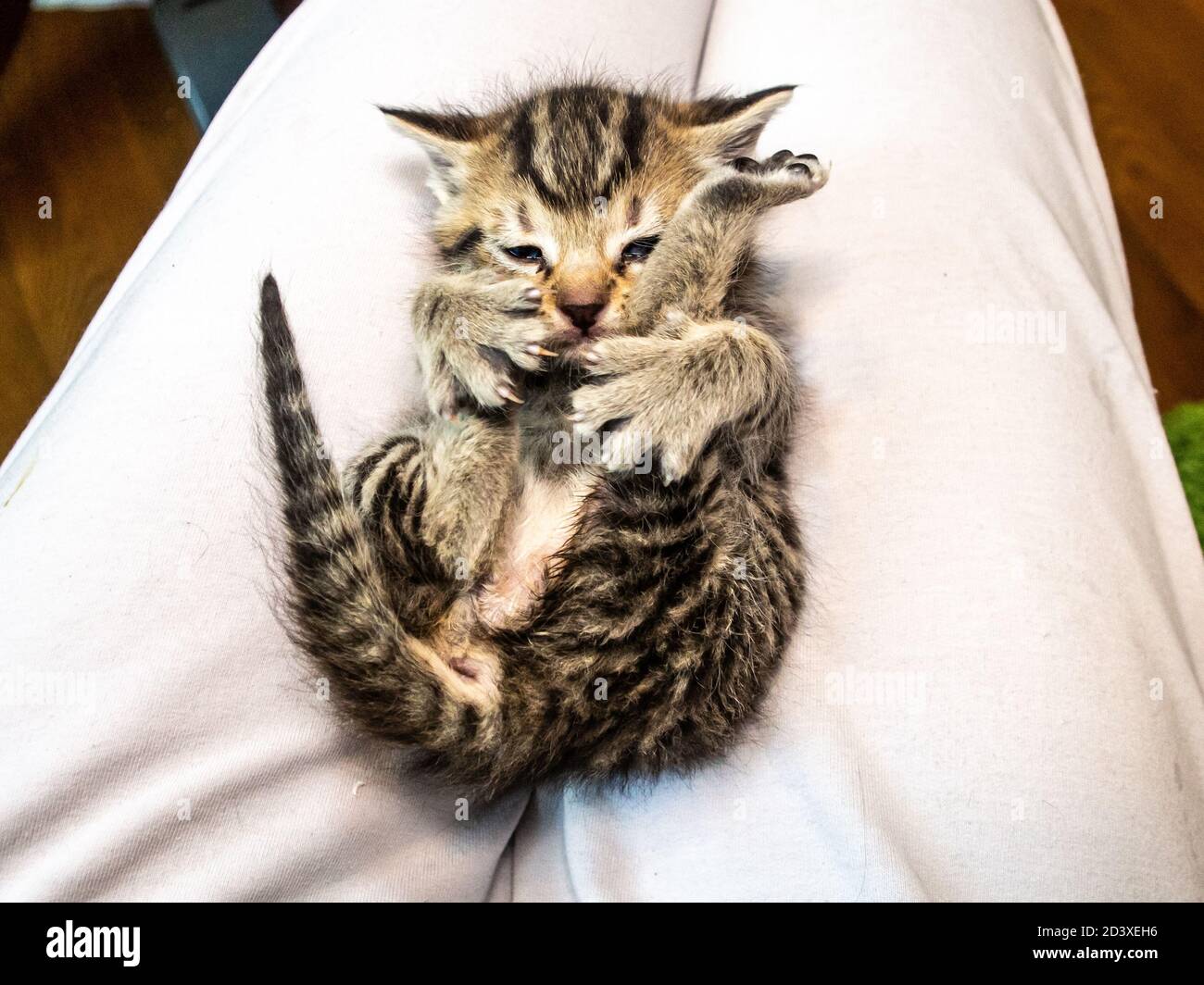 Cat rolling around hi-res stock photography and images - Alamy