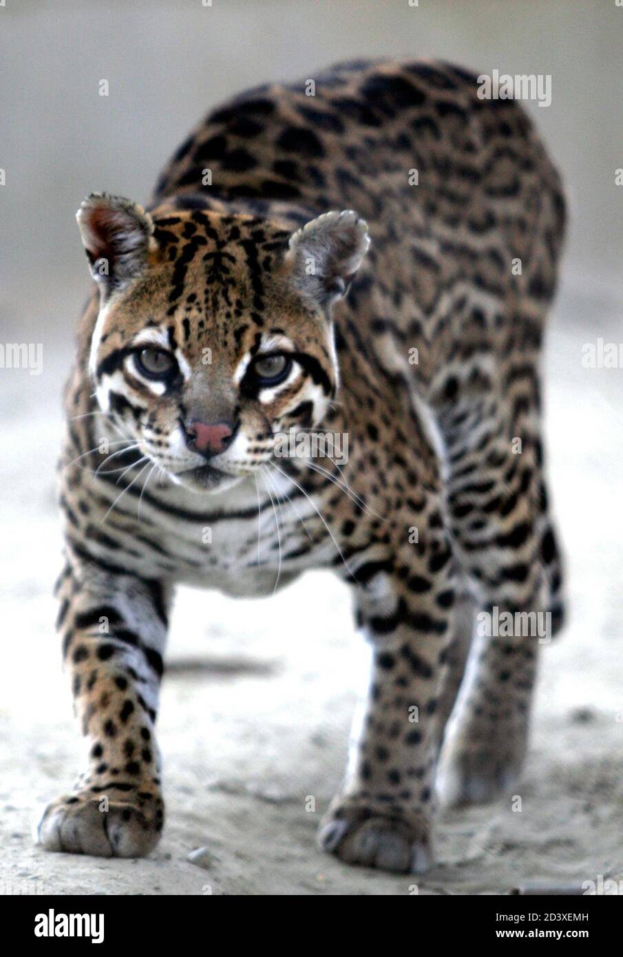 Oncila hi-res stock photography and images - Alamy