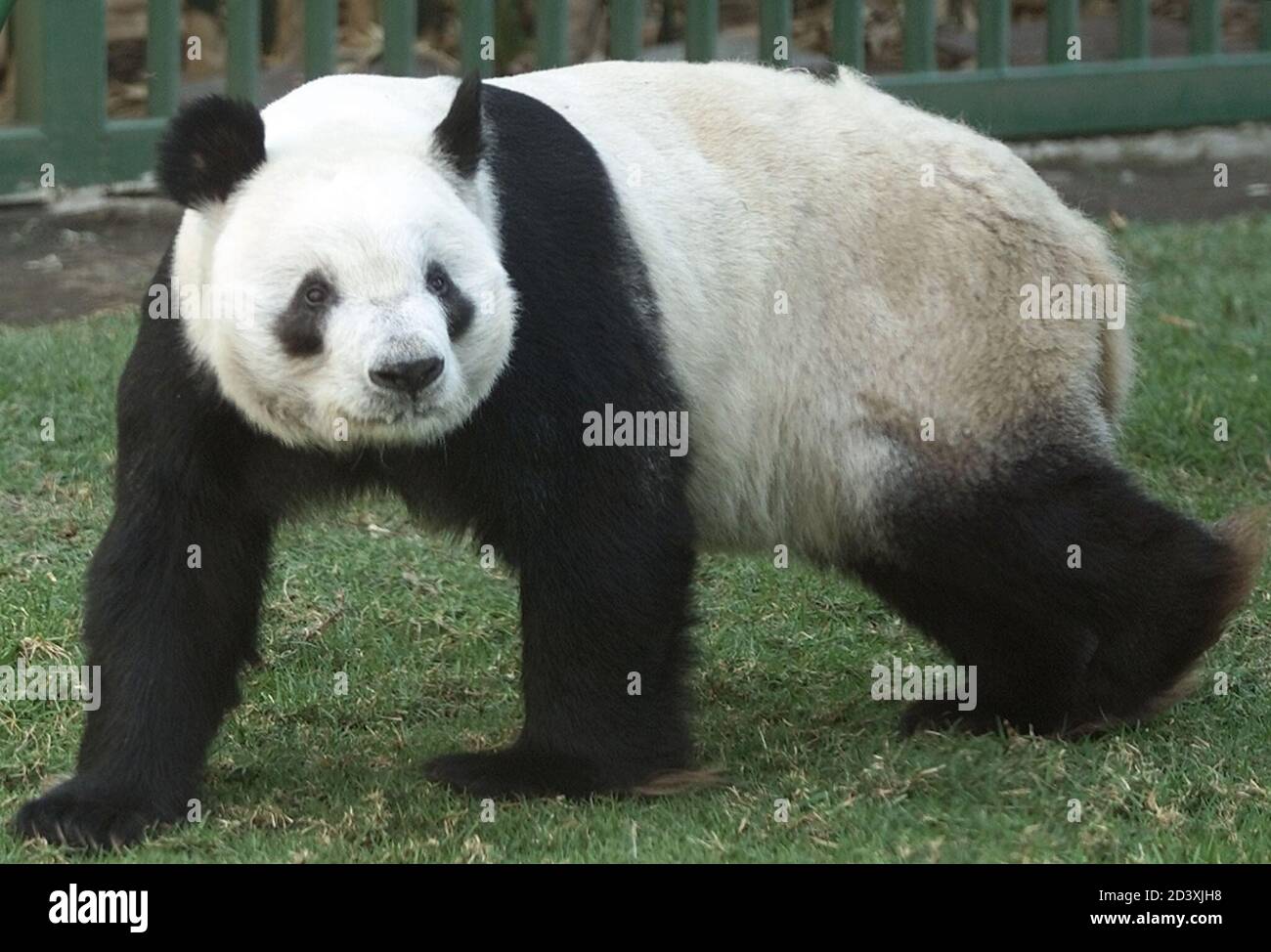 Giant pandas mate hi-res stock photography and images - Alamy