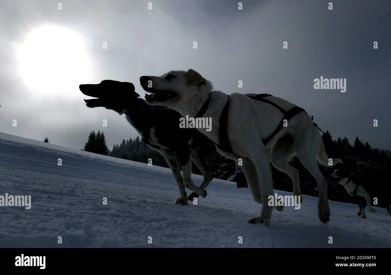 Human sled race championships hi-res stock photography and images - Alamy