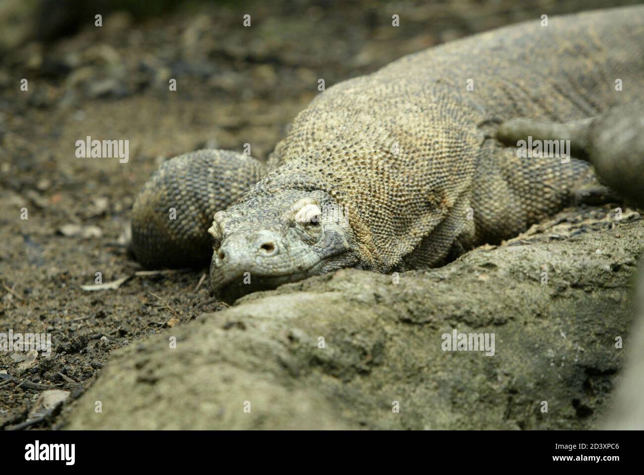 Sick Dragon High Resolution Stock Photography and Images - Alamy