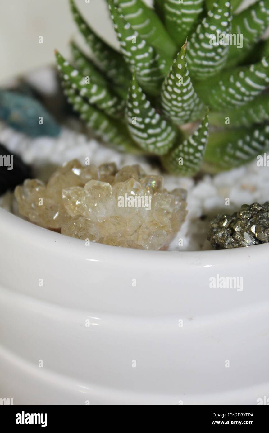 Plants with crystals hi-res stock photography and images - Alamy