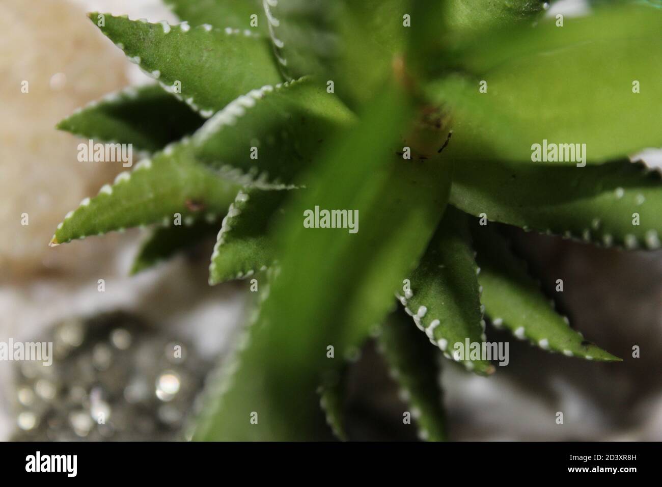 Plants with crystals hi-res stock photography and images - Alamy