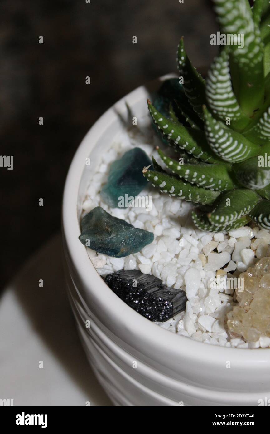 Plants with crystals hi-res stock photography and images - Alamy