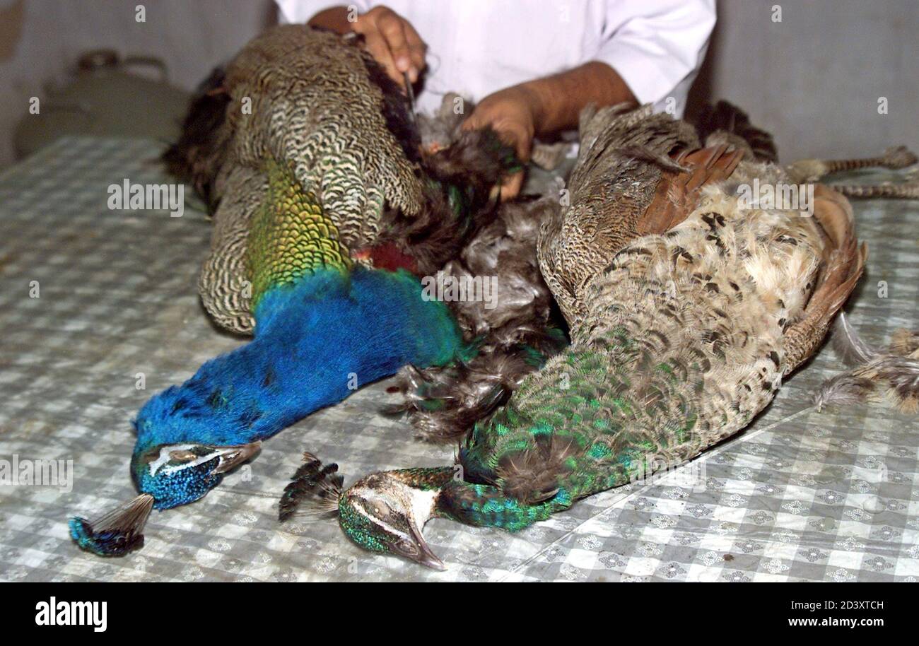 Ate a bird hi-res stock photography and images - Alamy