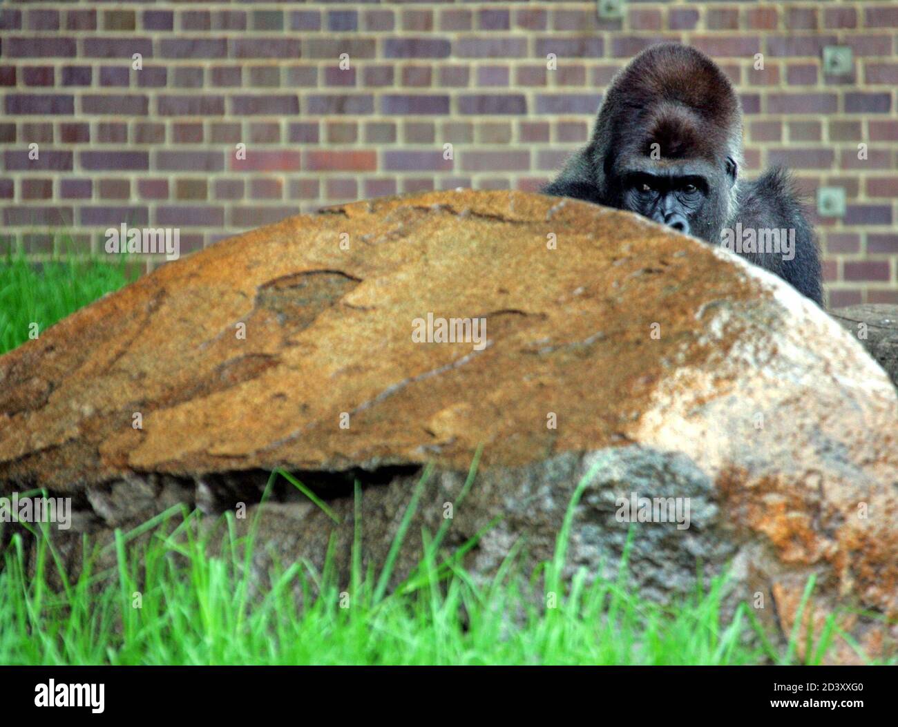 Johannesburg zoo gorilla max hi-res stock photography and images - Alamy