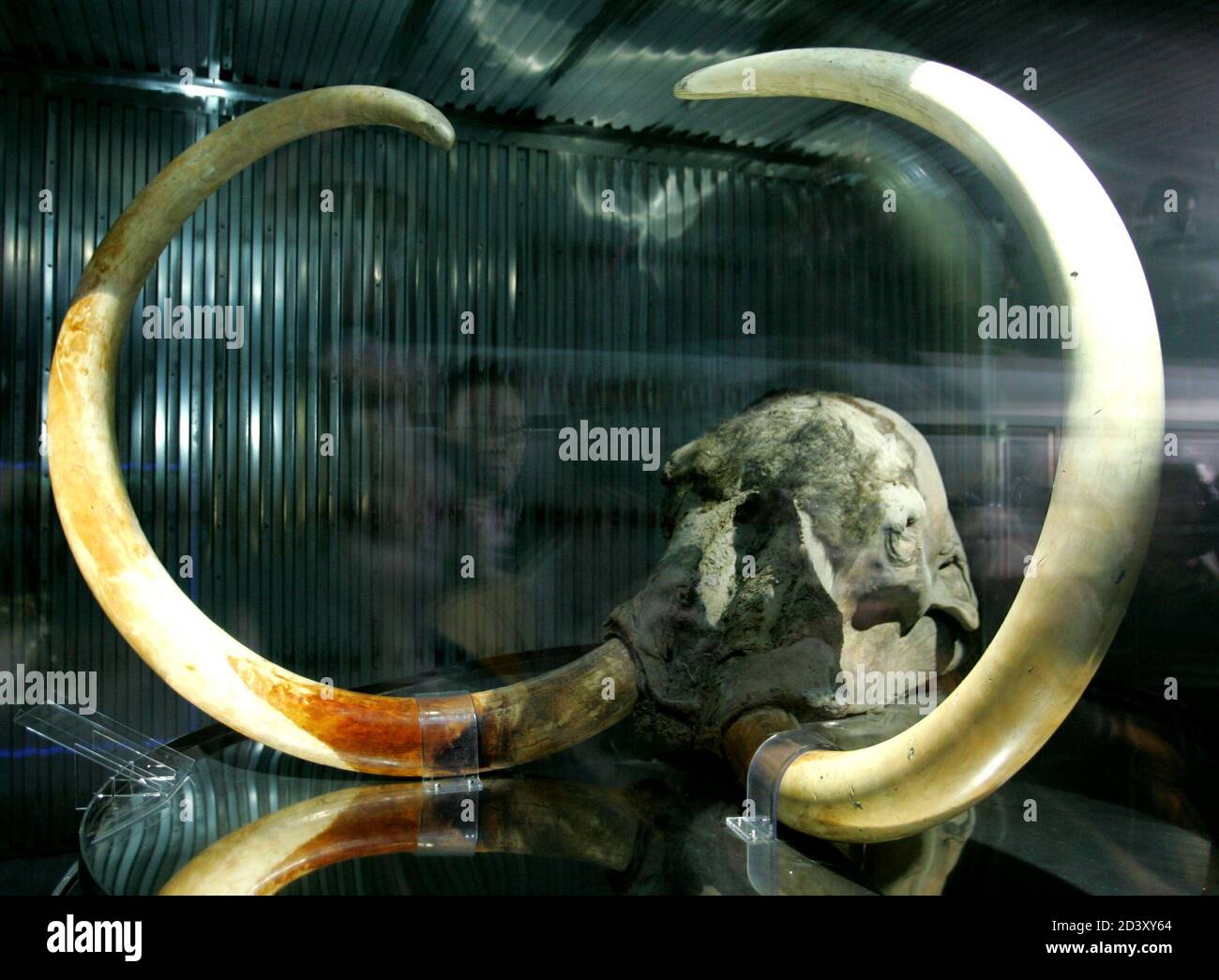 Mammoth russian hi-res stock photography and images - Alamy