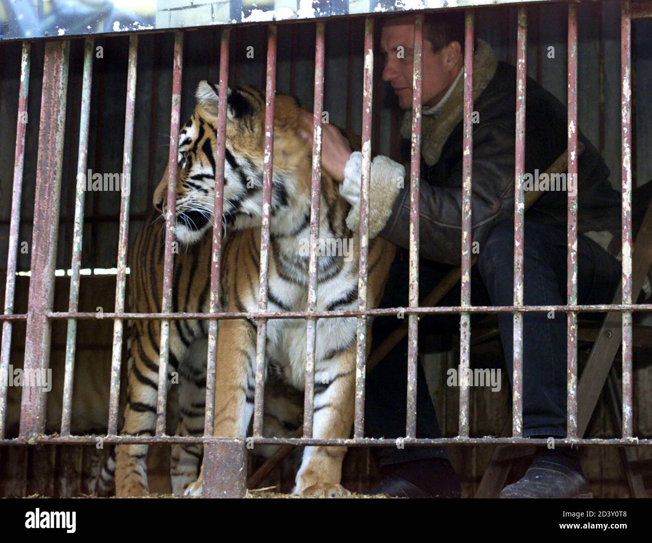 Circus tigers and lions hi-res stock photography and images - Alamy