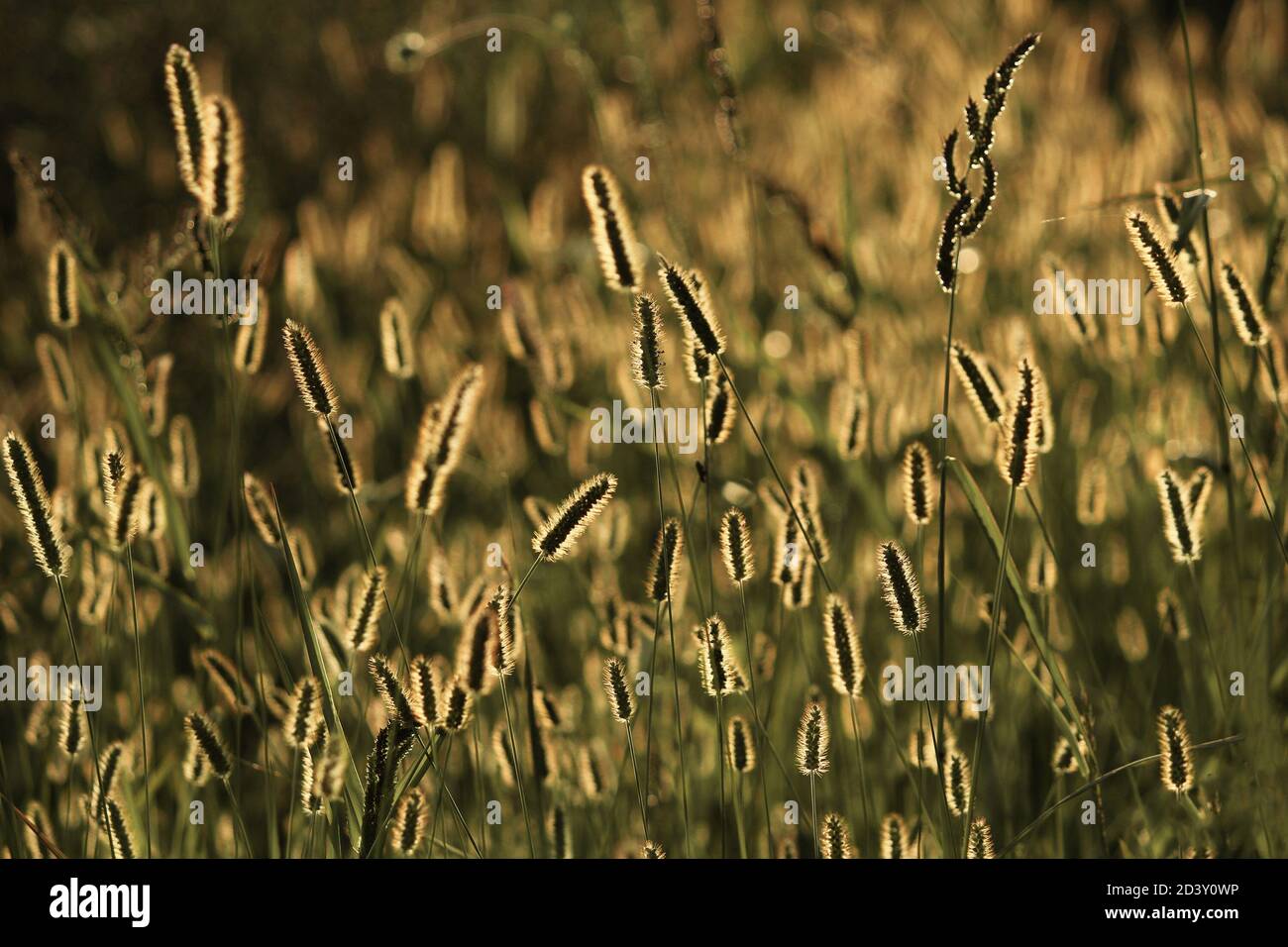 Cats tails hi-res stock photography and images - Alamy