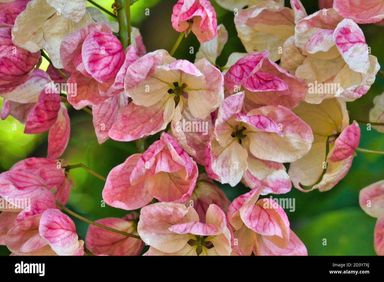 Rainbow shower tree hi-res stock photography and images - Alamy