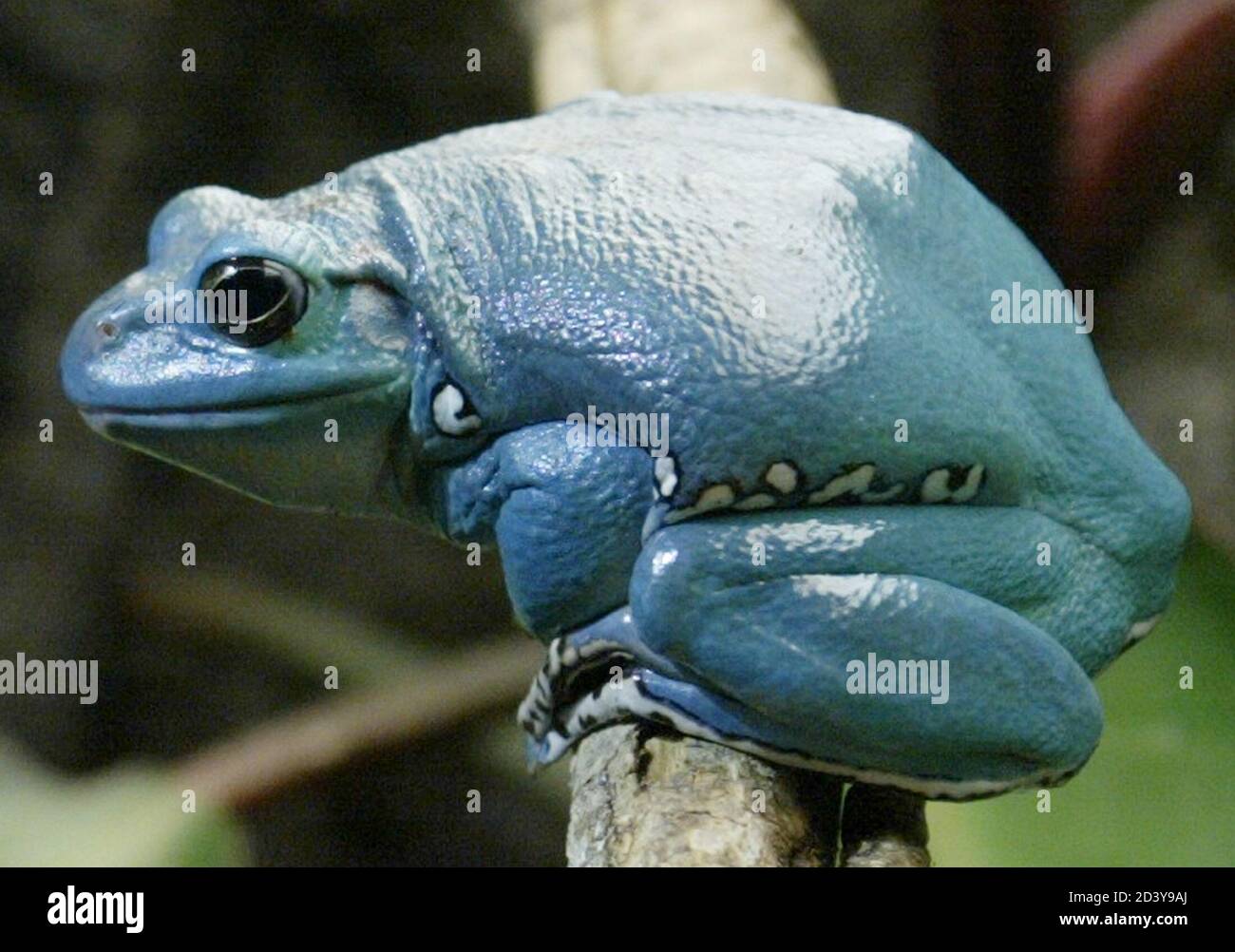 Myanmar new species hi-res stock photography and images - Alamy