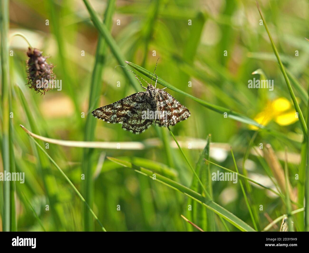 Geometridae family hi-res stock photography and images - Alamy