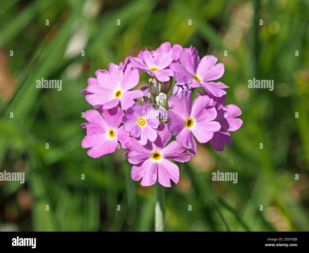 pink violet flowers of Birds'-eye primrose (primula farinosa) with ...
