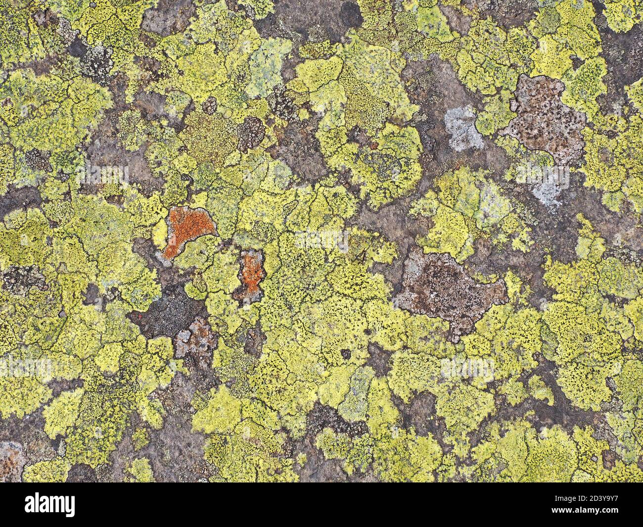 Colonial cyanobacteria hi-res stock photography and images - Alamy