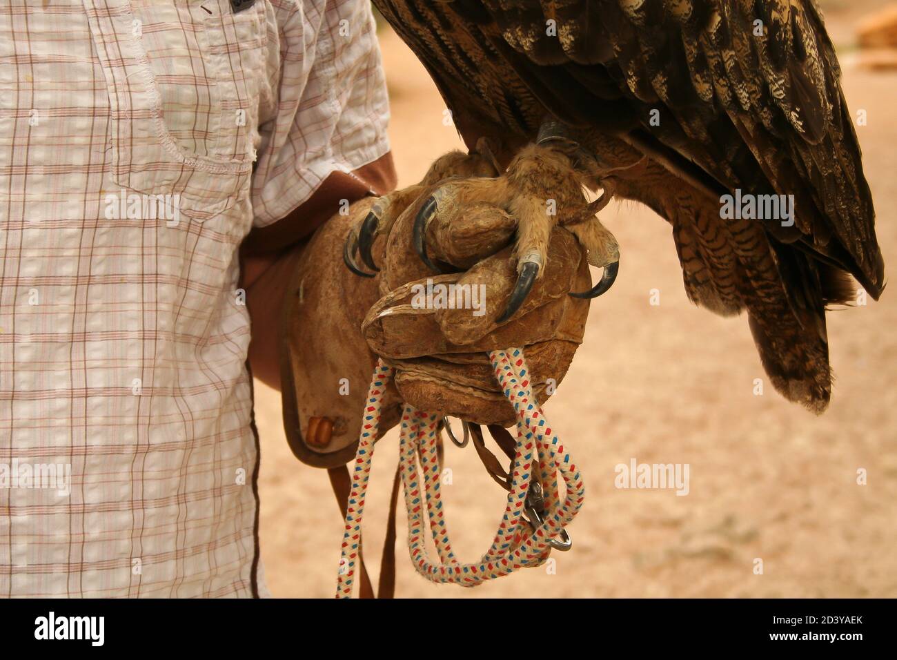 Closeup of am eagle sitting on a trainer hand Stock Photo - Alamy