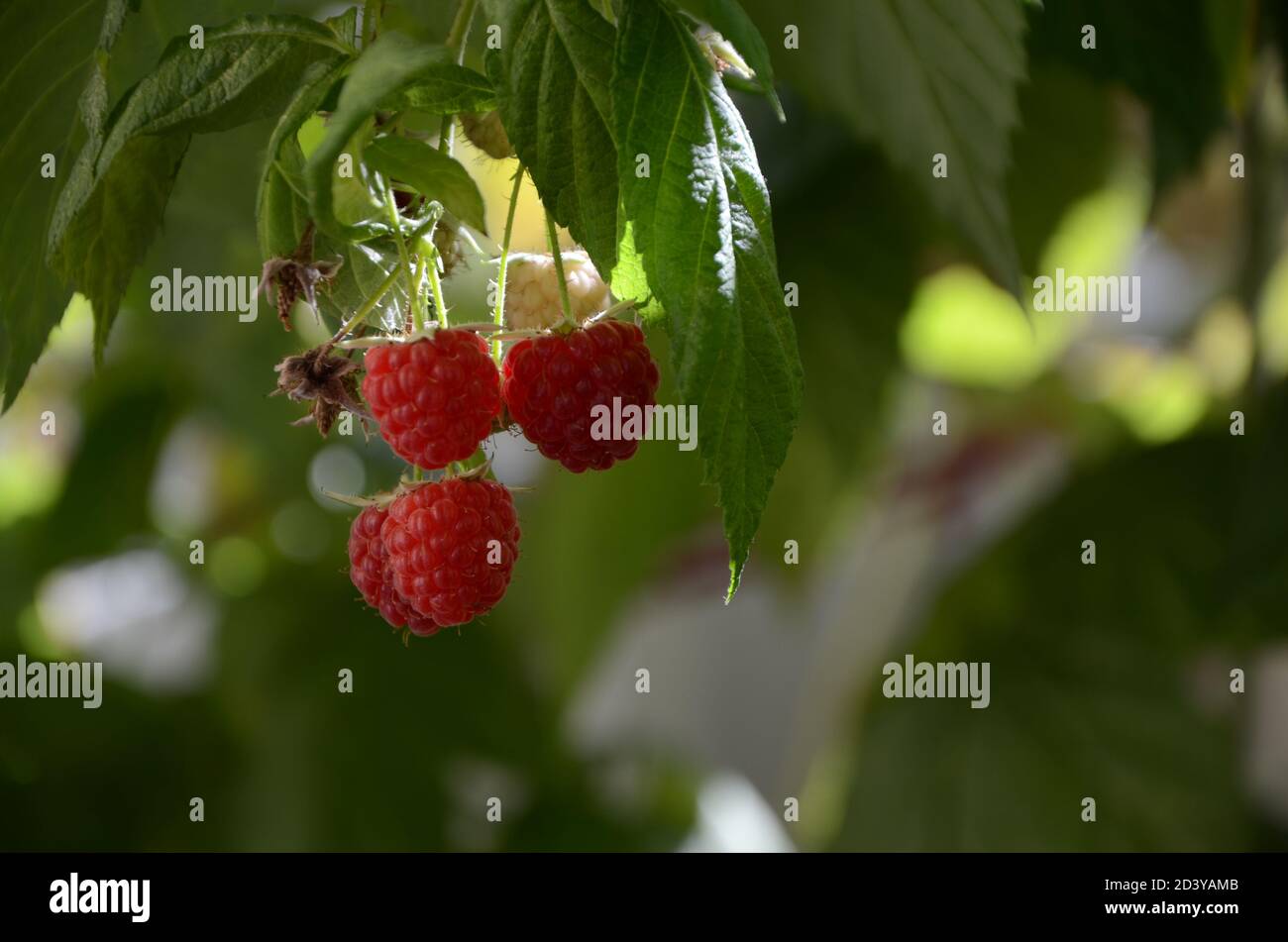 Unripe raspberries green hi-res stock photography and images - Alamy
