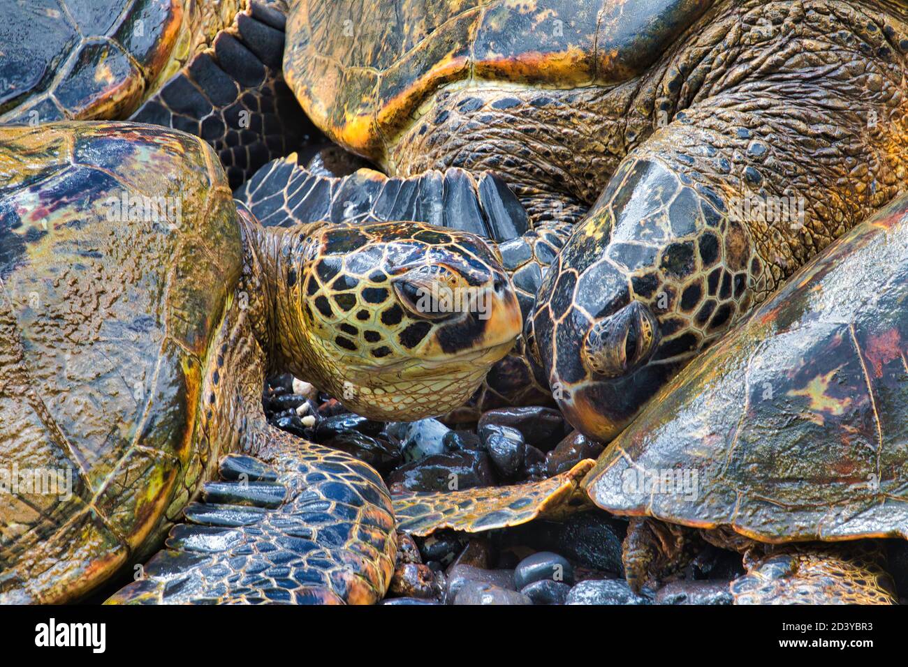 Two green sea turtles resting very close together on the shore on Maui ...