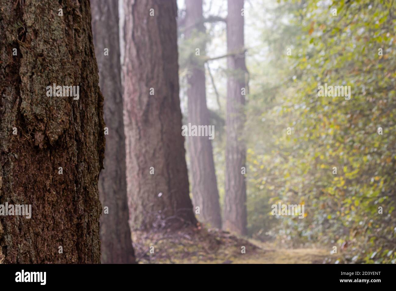 Misty mysterious forest row trees hi-res stock photography and images ...
