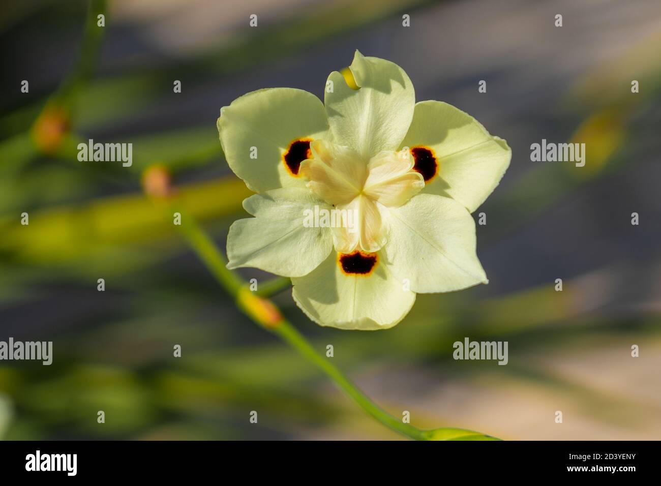African iris hi-res stock photography and images - Alamy