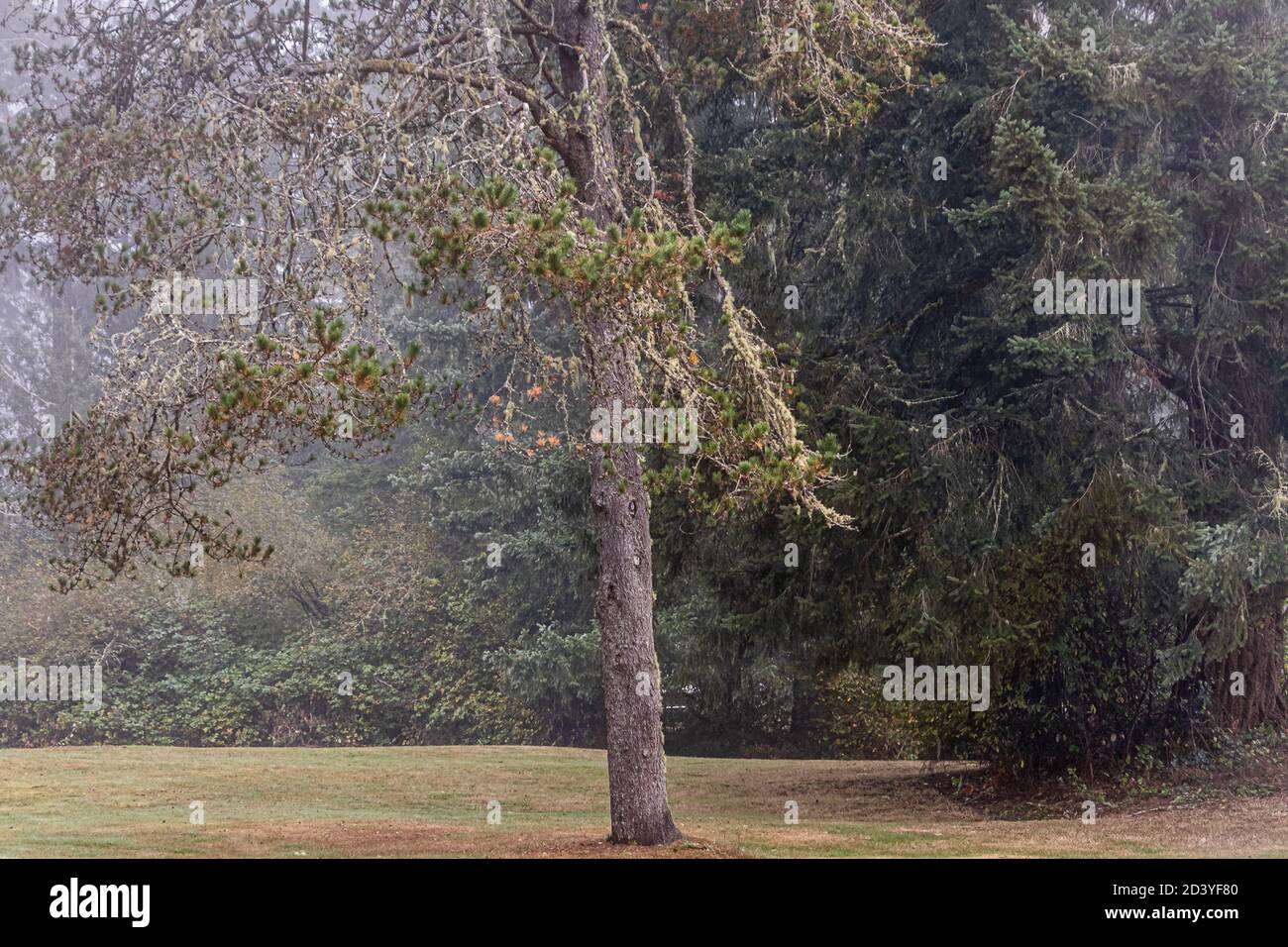 Foggy mysterious forest growing hi-res stock photography and images - Alamy