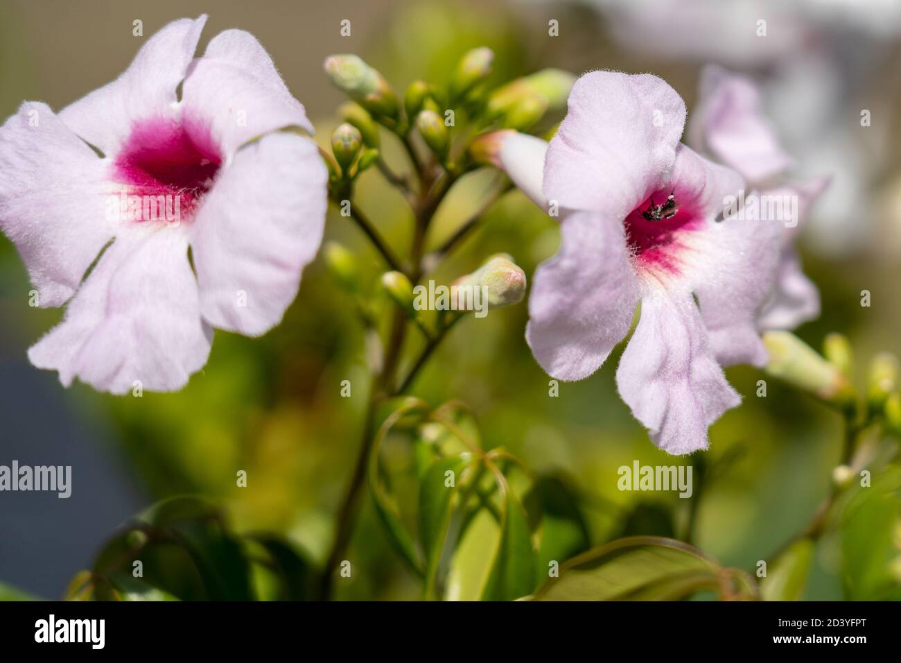 Bower plant hi-res stock photography and images - Alamy