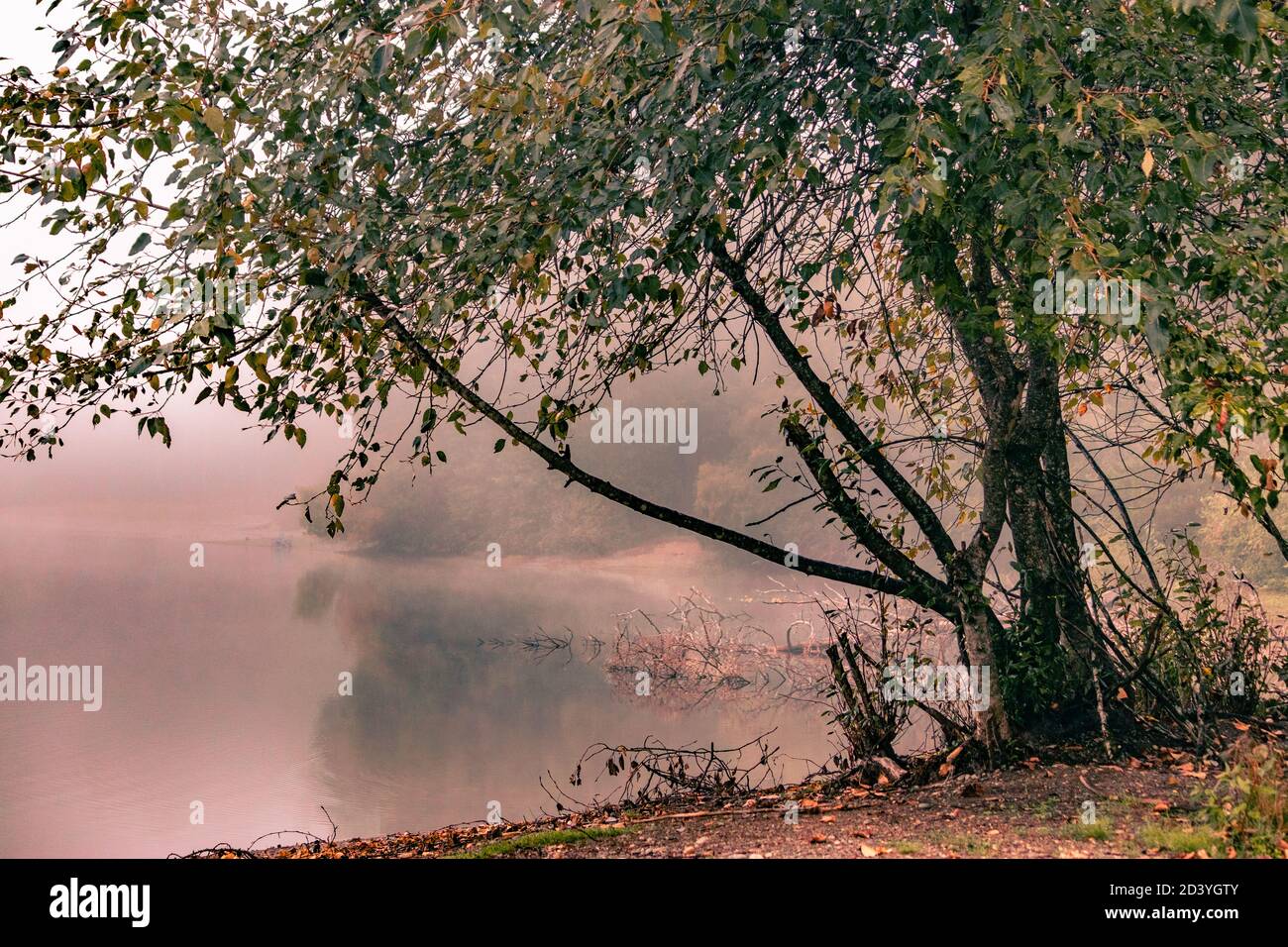 tree stretches over water of lake with fog Stock Photo - Alamy