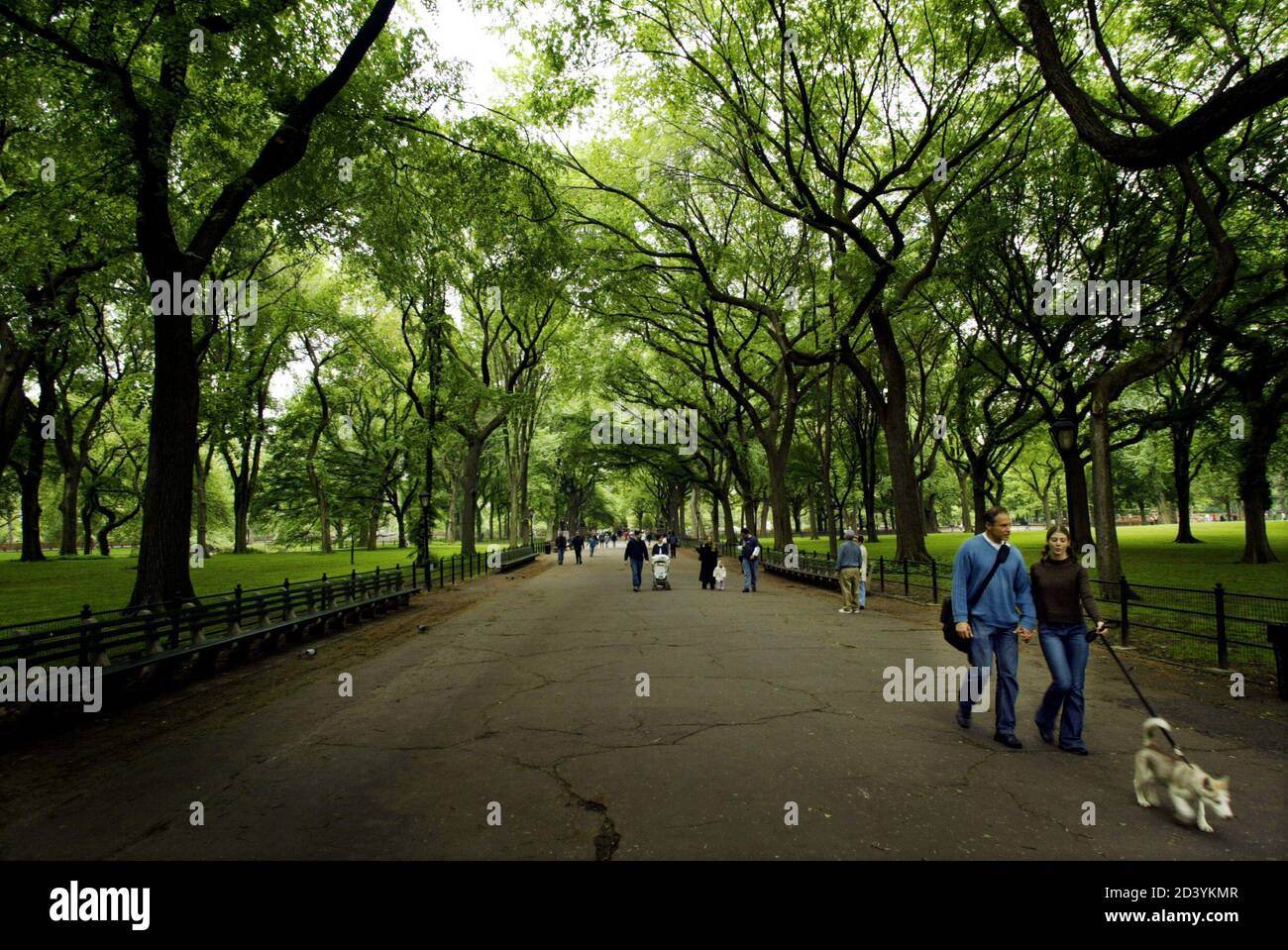 Elm section hi-res stock photography and images - Alamy